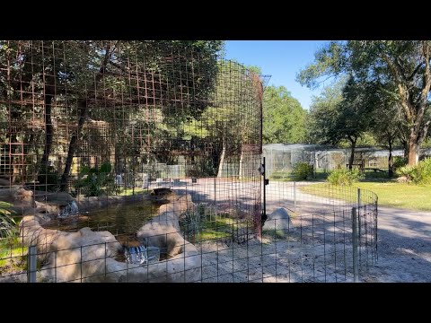 Grand opening! Manny Jaguar gets access to his pool!! 🎉