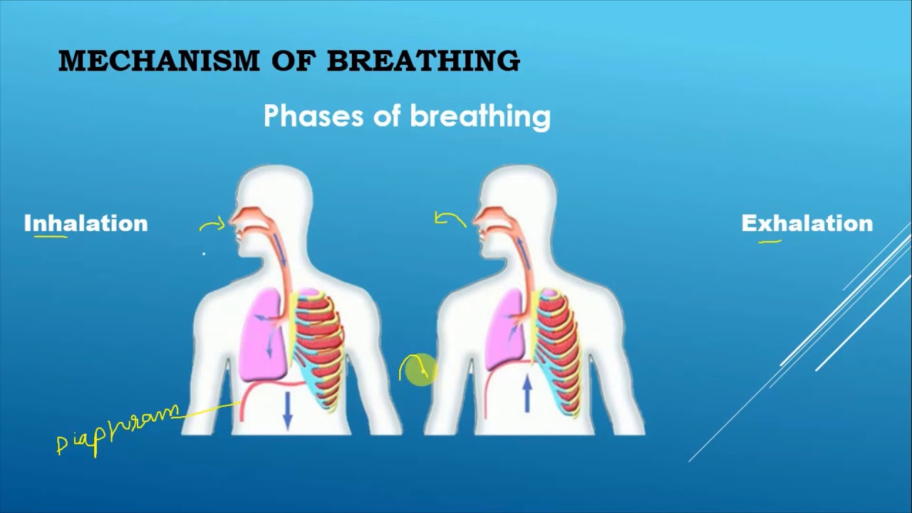 Mechanism of Breathing - YouTube