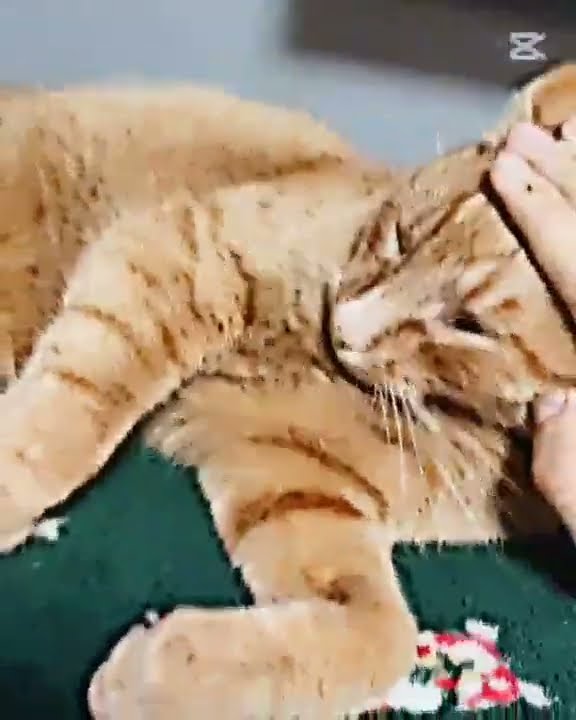 simba vs hacker winner - YouTube