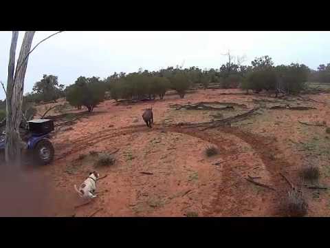pig shooting - YouTube