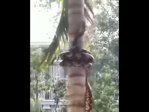 Python climbing on the tree - YouTube