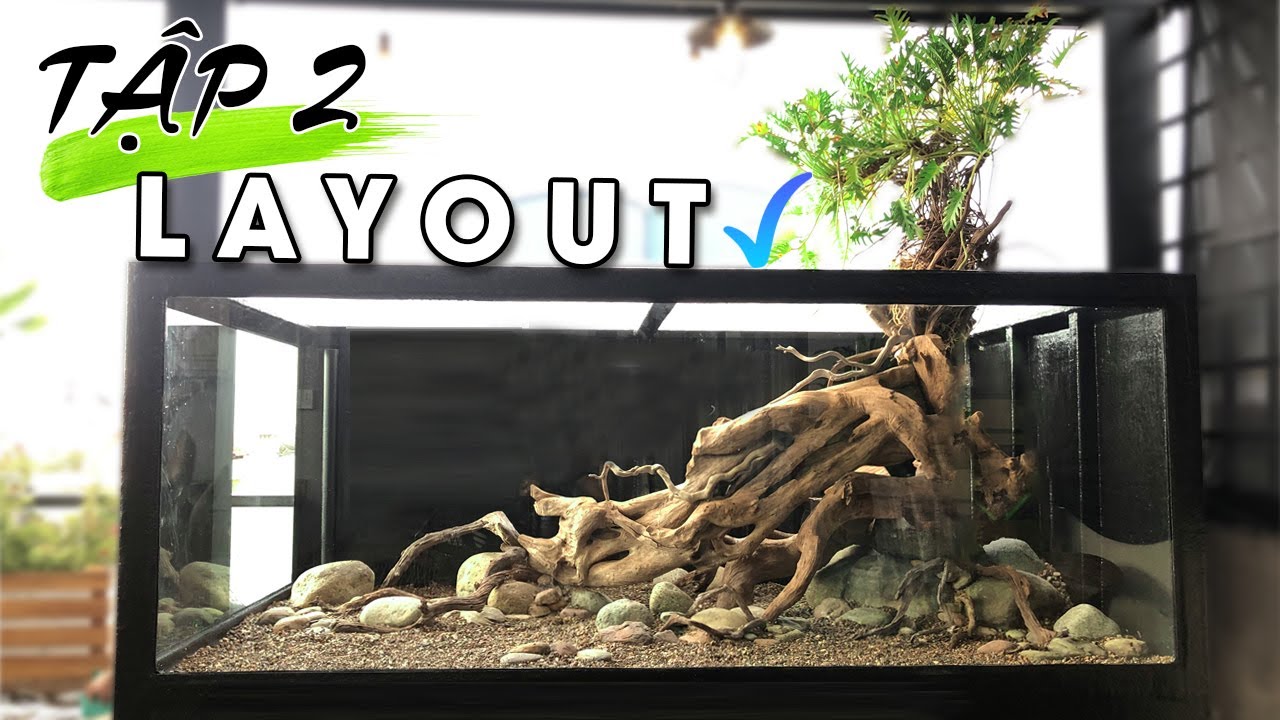 Thử thách 24h SETUP LAYOUT BIOTOPE cho hồ cá săn mồi cộng đồng tại Bình ...