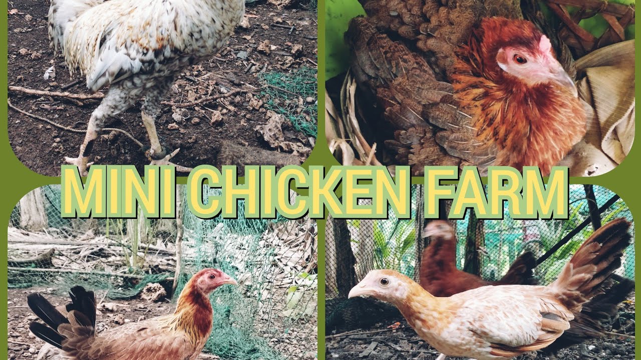 Mini Chicken Farm #bantayanisland #luzonvisayasmindanao #rhodeisland # ...