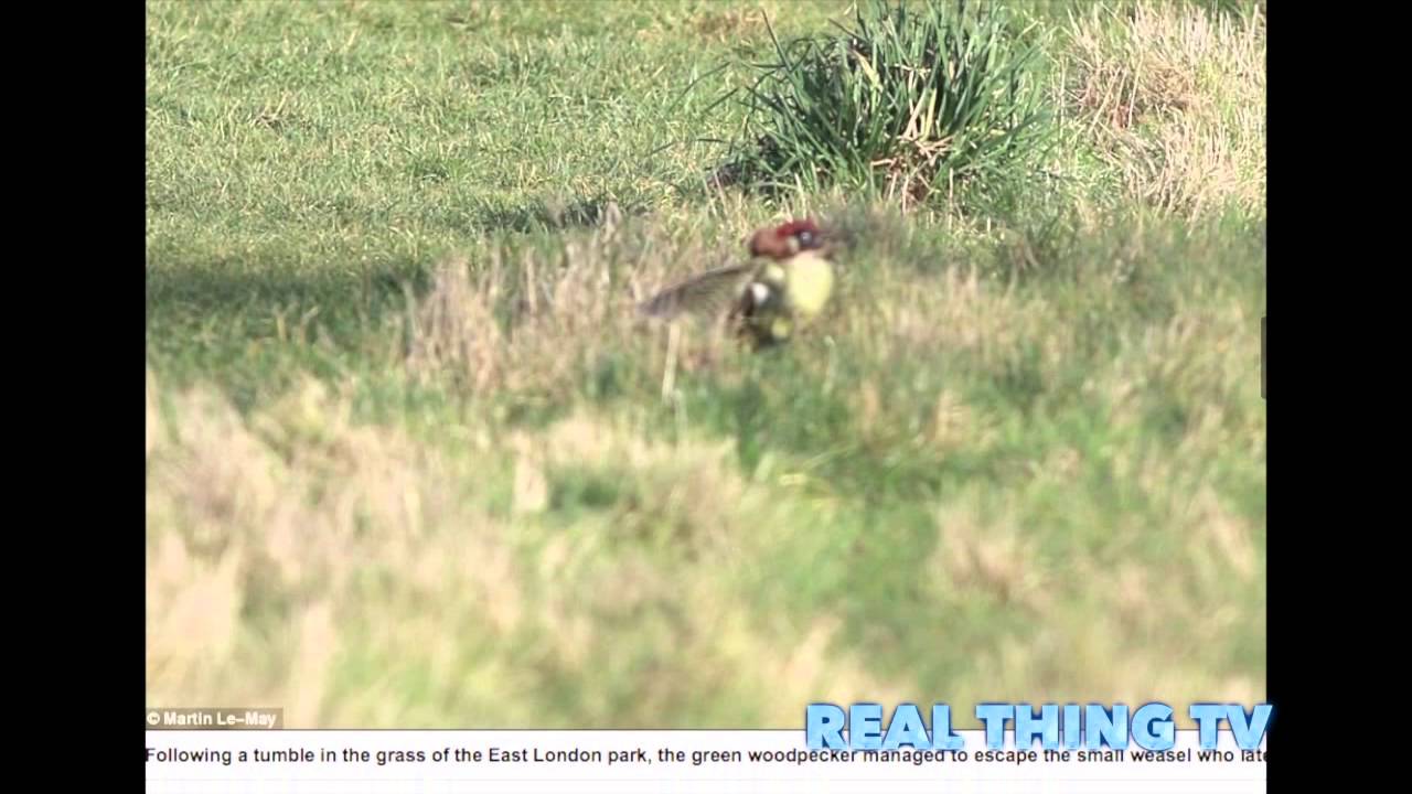 Incredible A weasel riding on a woodpecker. - YouTube