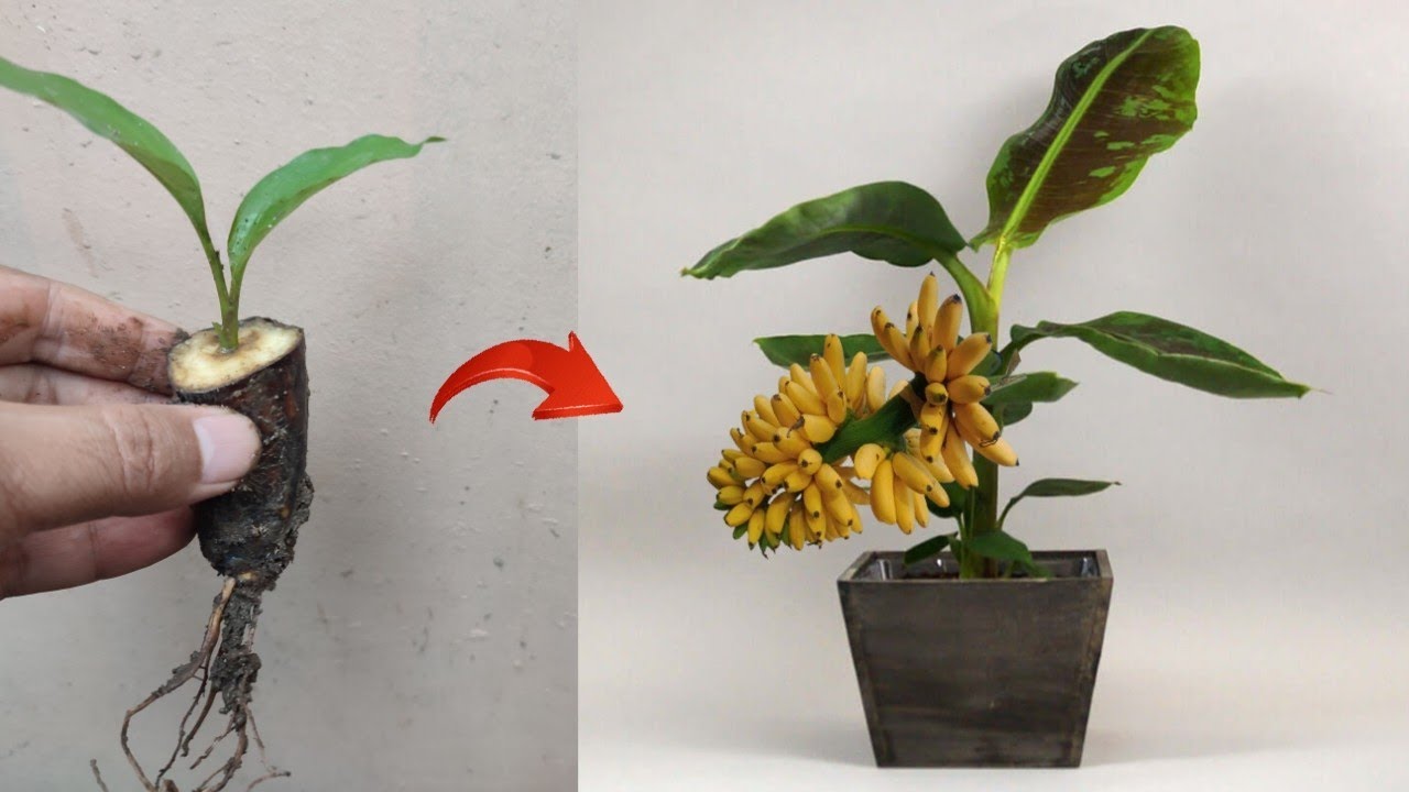 Crazy Skills!! How to grow Banana tree from rotten bananas in pots ...