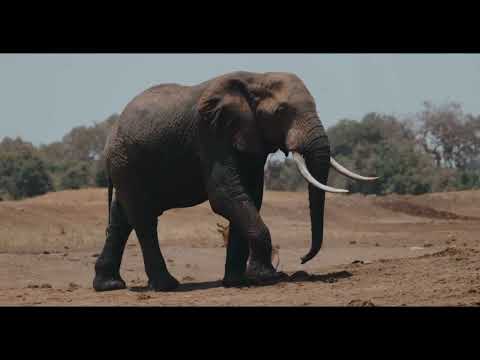 Elephants Never Forget! Amazing Facts About Nature's Giant 🐘