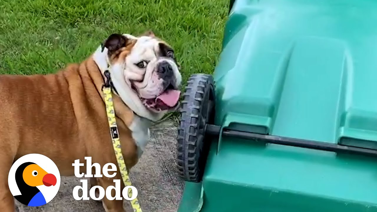 This Bulldog Is A Menace To Garbage Cans | The Dodo - YouTube