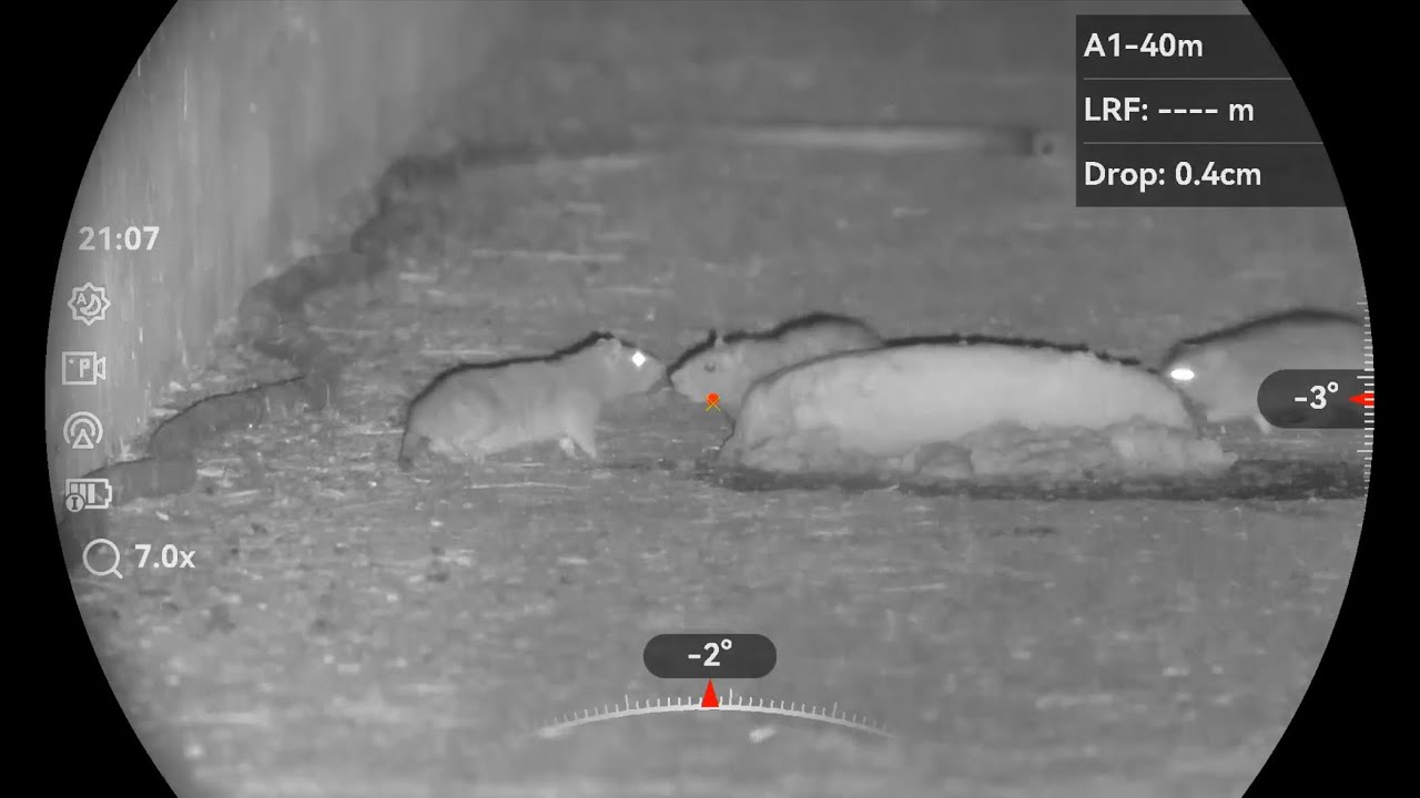 RAT SHOOTING || MASSIVE INFESTATION ON THE FARM - YouTube