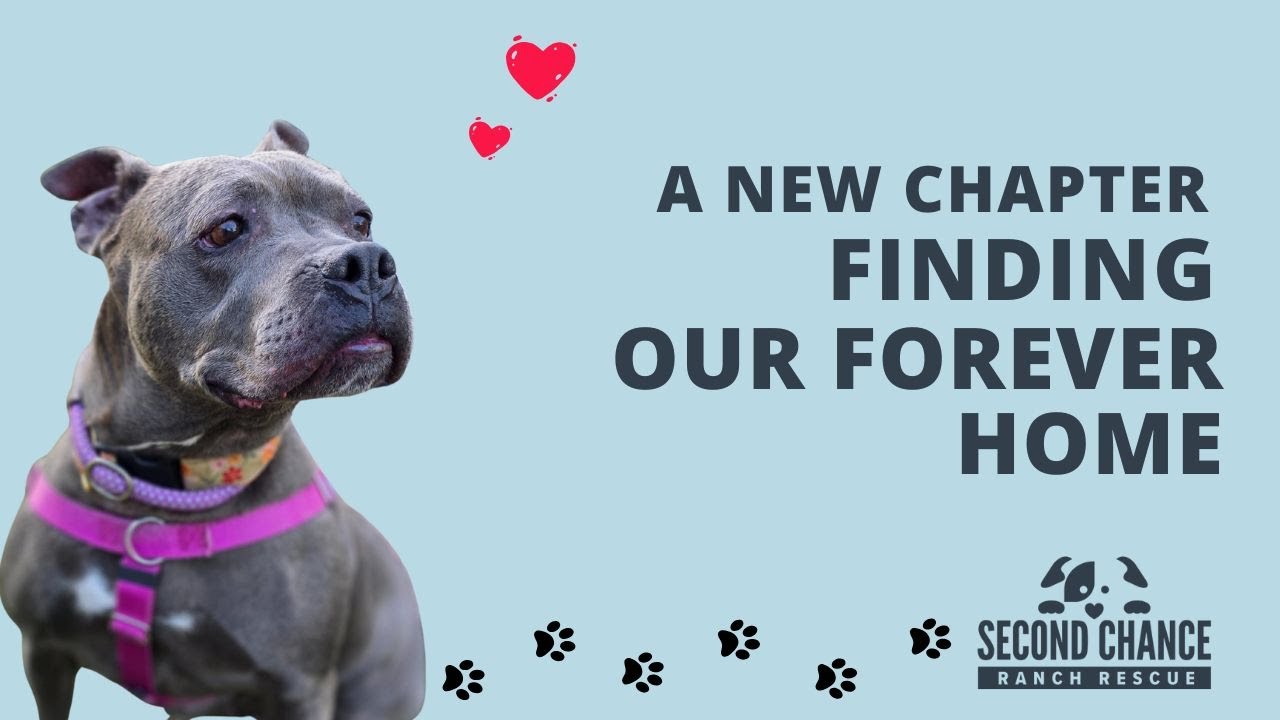 A New Chapter | Finding Our Forever Home - YouTube