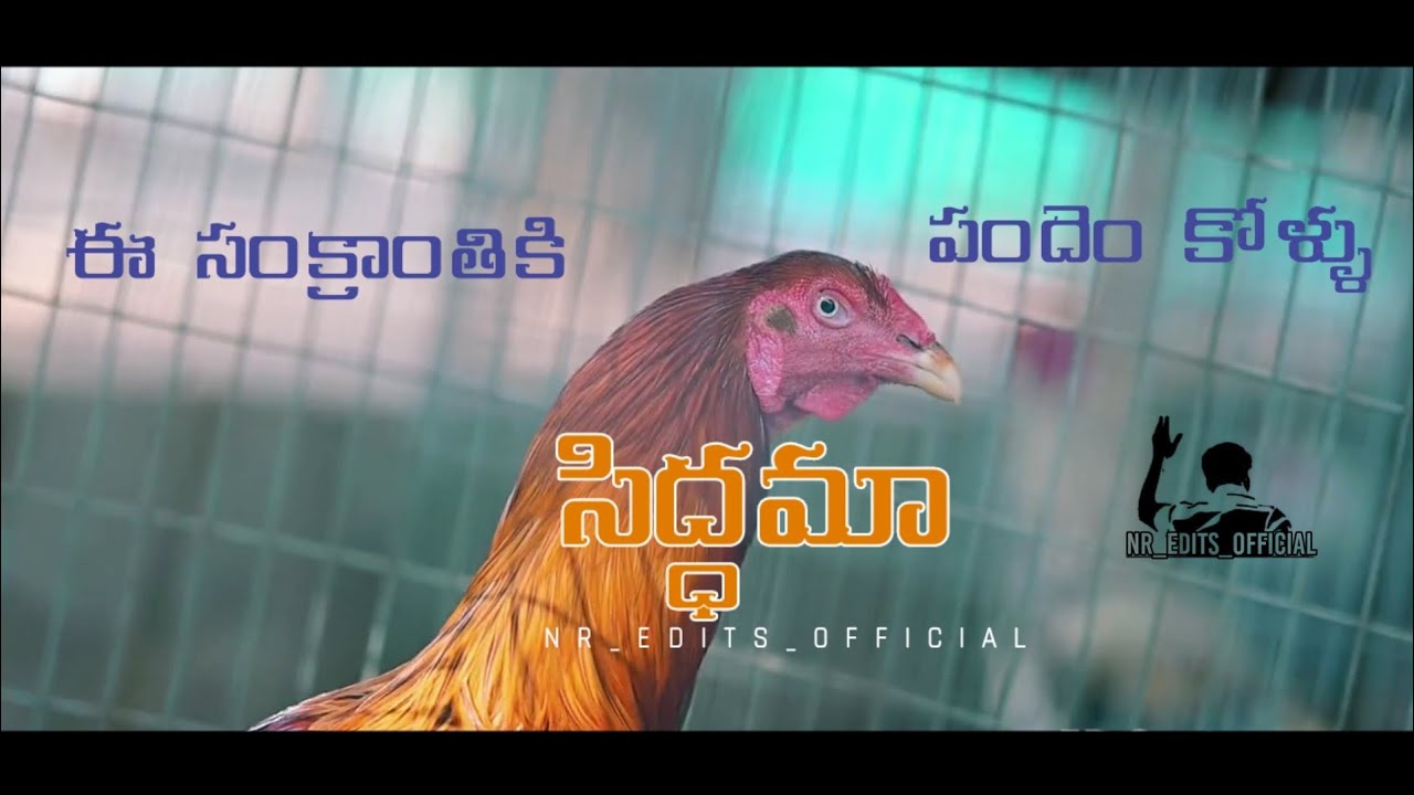 #cookfight whats app status ||మీ సంక్రాంతి కోడి పుంజులు సిద్దమా ...