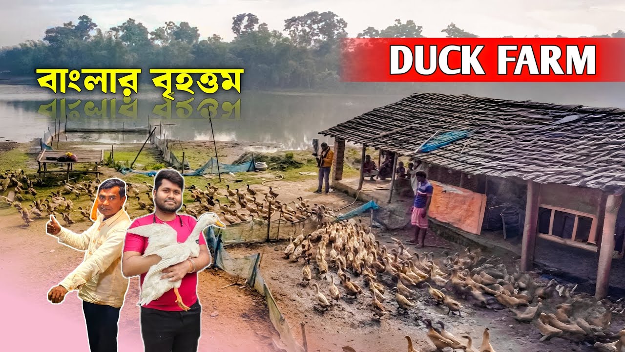 ১০০০ duck farm থেকে কত আয় ? Duckling | হাঁসের খামার । Khaki cambell ...