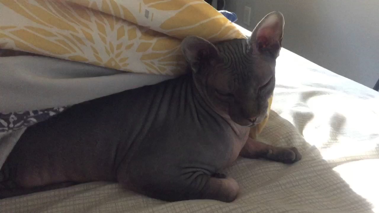 Hairless Cat Lays in Bed - YouTube