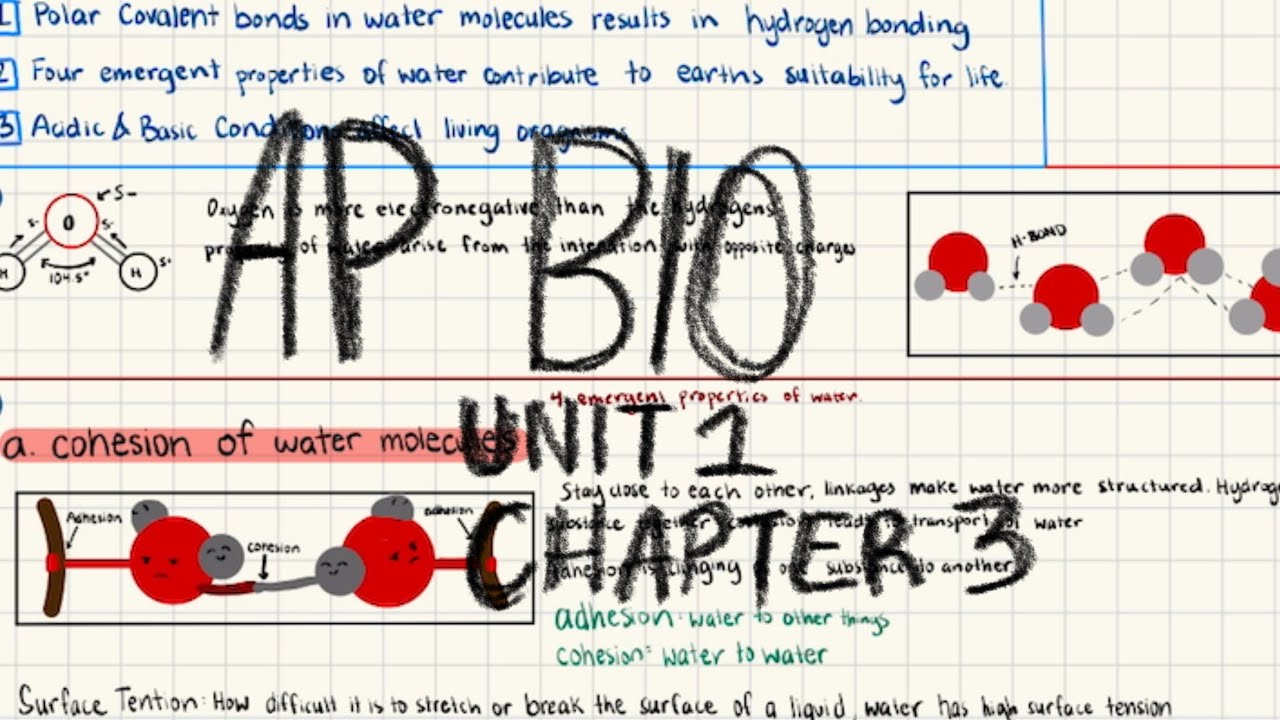 AP BIO CHAPTER 3 unit 1 - YouTube