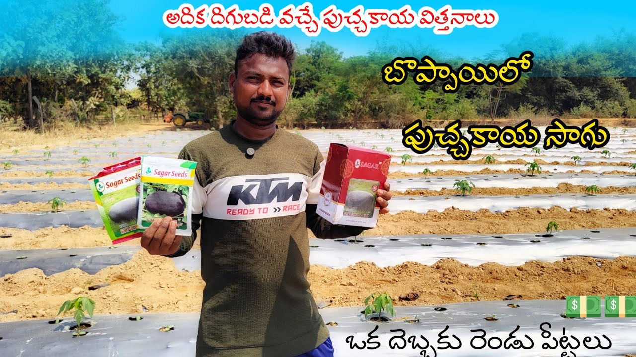 అదిక దిగుబడి కోసం సాగర్ సింగం పుచ్చకాయ విత్తనాలు బొప్పాయిలో అంతర పంట ...