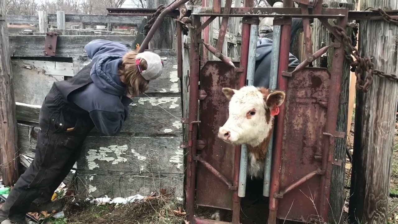 Cut castrating calf’s turning bulls into steers - YouTube