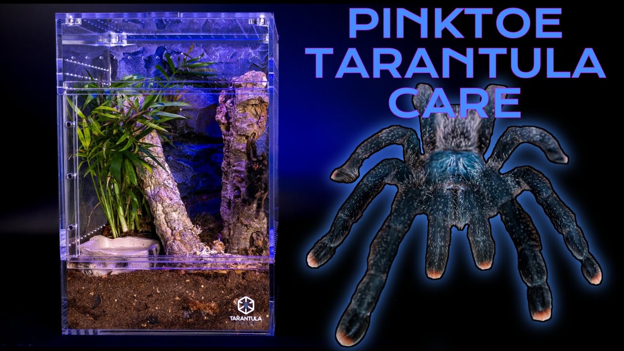 Pink Toe Tarantula Care Guide | Enclosure Set up | Avicularia - YouTube
