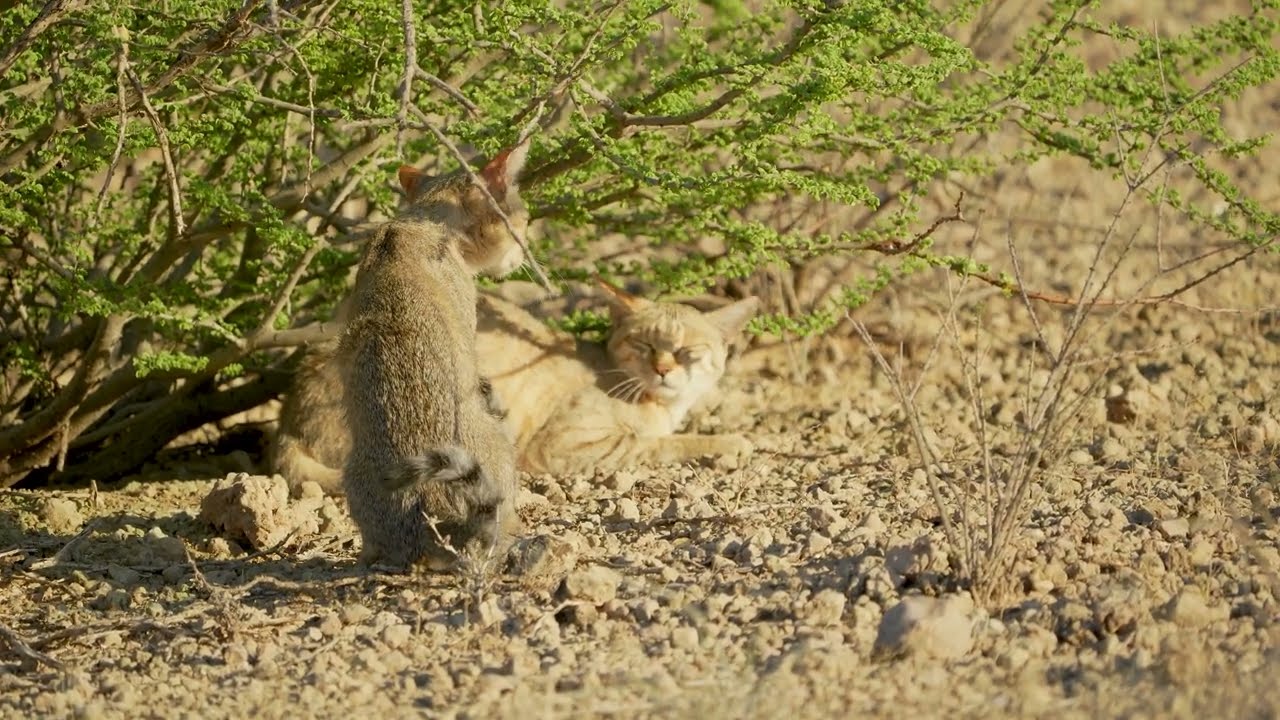African Wild Cat Fight (Kgalagadi 4K) - YouTube