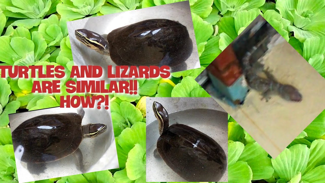 HOW DOES TURTLE AND LIZARD BECAME SIMILAR? THE FACTS ABOUT THEM ...