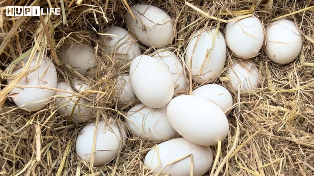 Farm Life | Collecting goose eggs, cook fish head soup, stir-fried pork ...
