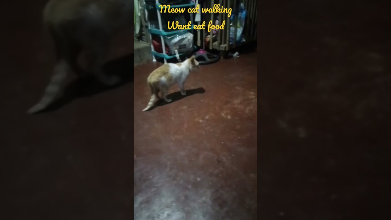 Meow'Meow Old Cat Walking He Wants Food #Cat short vedio #Short - YouTube