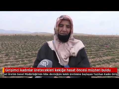 Girişimci kadınlar üretecekleri kekiğe hasat öncesi müşteri buldu..