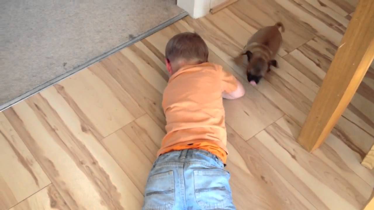 Pug X Border terrier puppy - YouTube