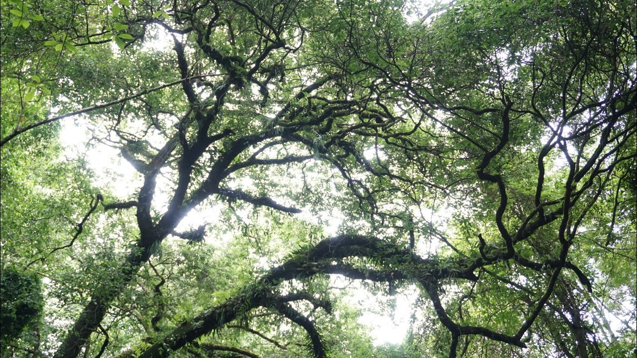 Trekking up the stream - YouTube