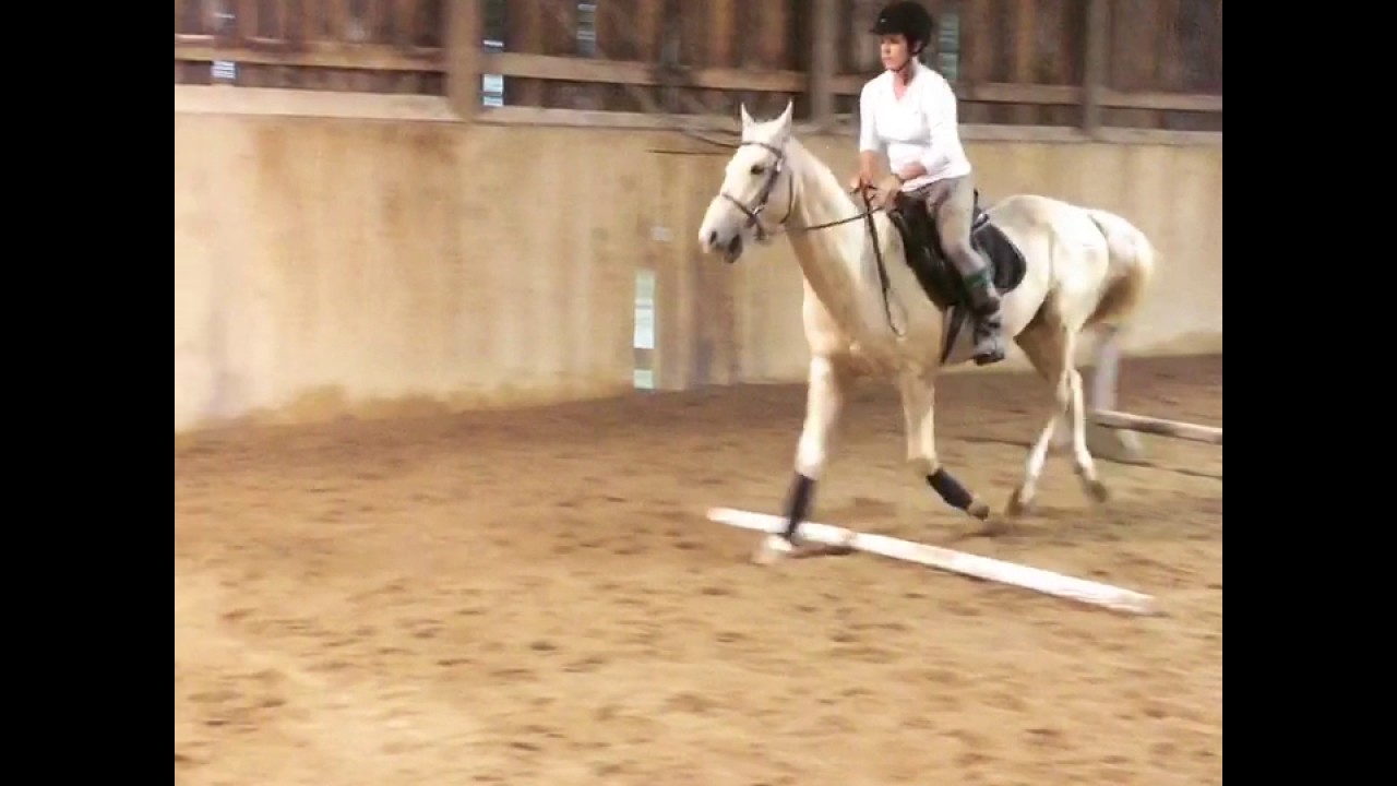 Akhal Teke Stallion - Jumping Prospect? - YouTube