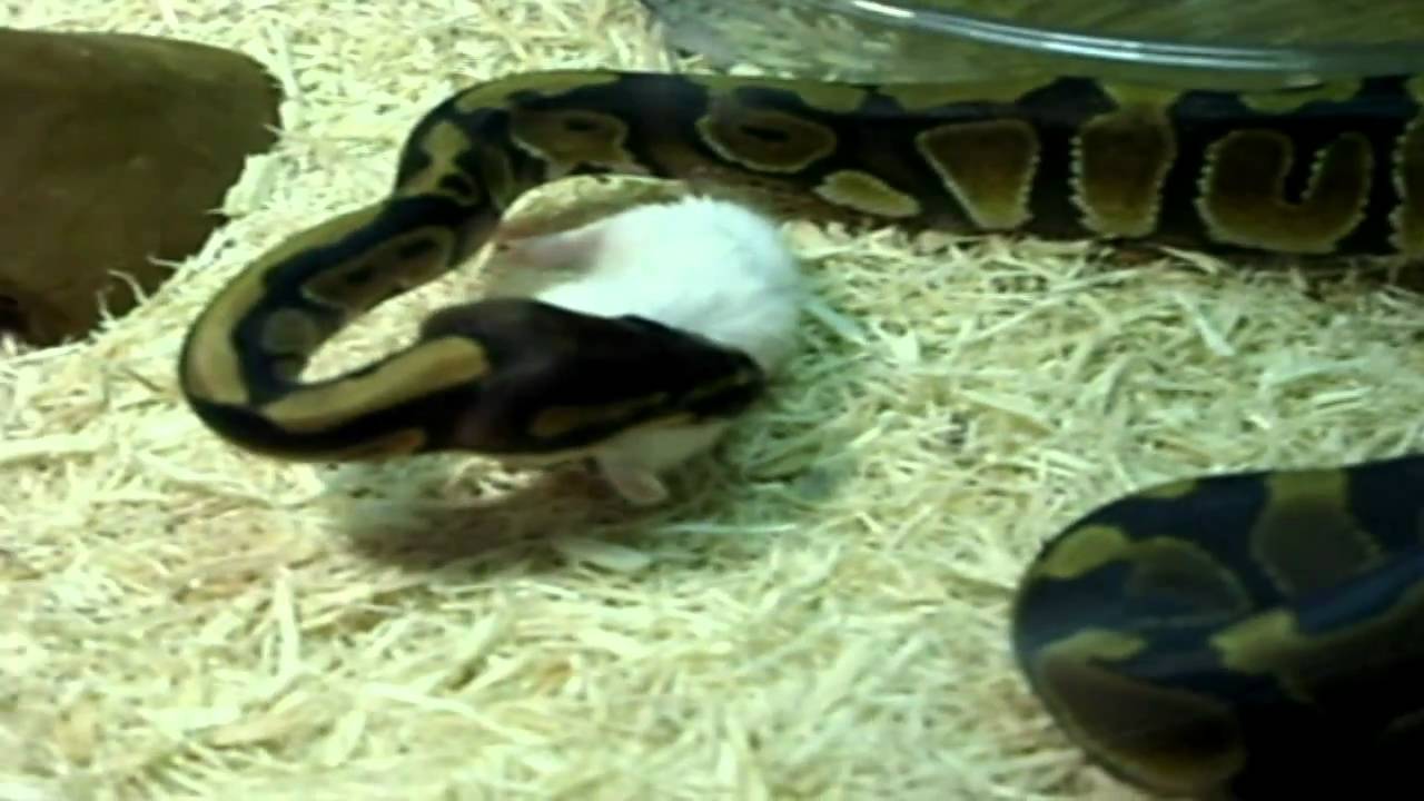 Baby Ball Python eating Hopper - YouTube