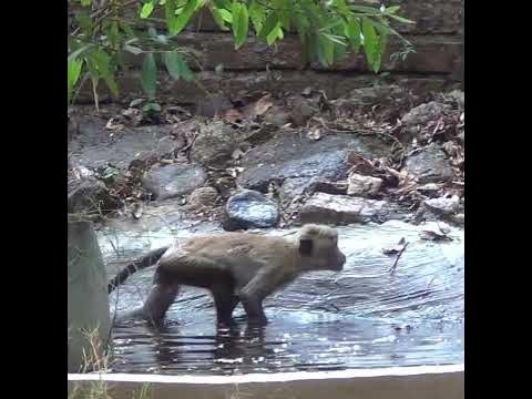 Monkey bathing in pool | Jungle Animals | プールで水浴びをするサル | Mono bañándose en la piscina #shorts ...
