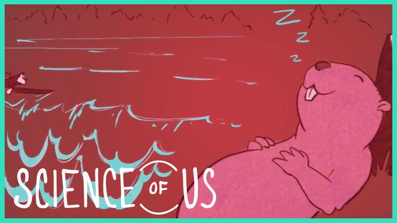 Take Naps to Be More Productive: "The Science of Us," Episode 17 - YouTube