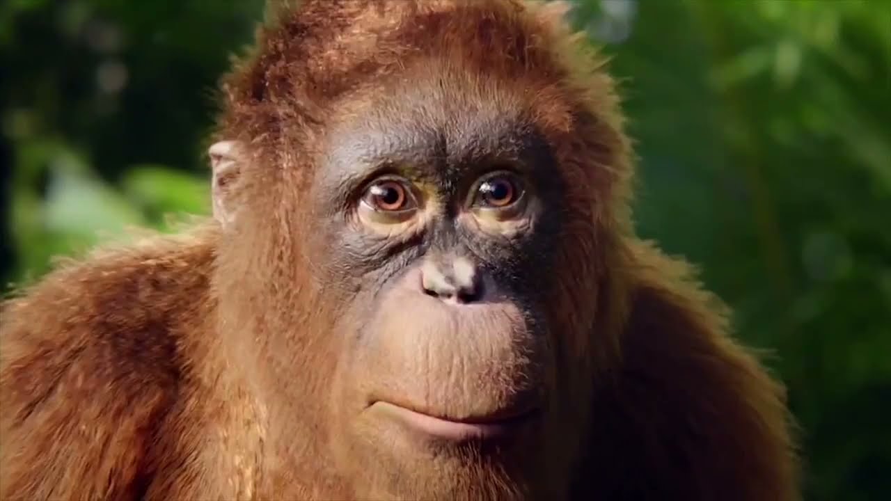 orangutan dance - YouTube