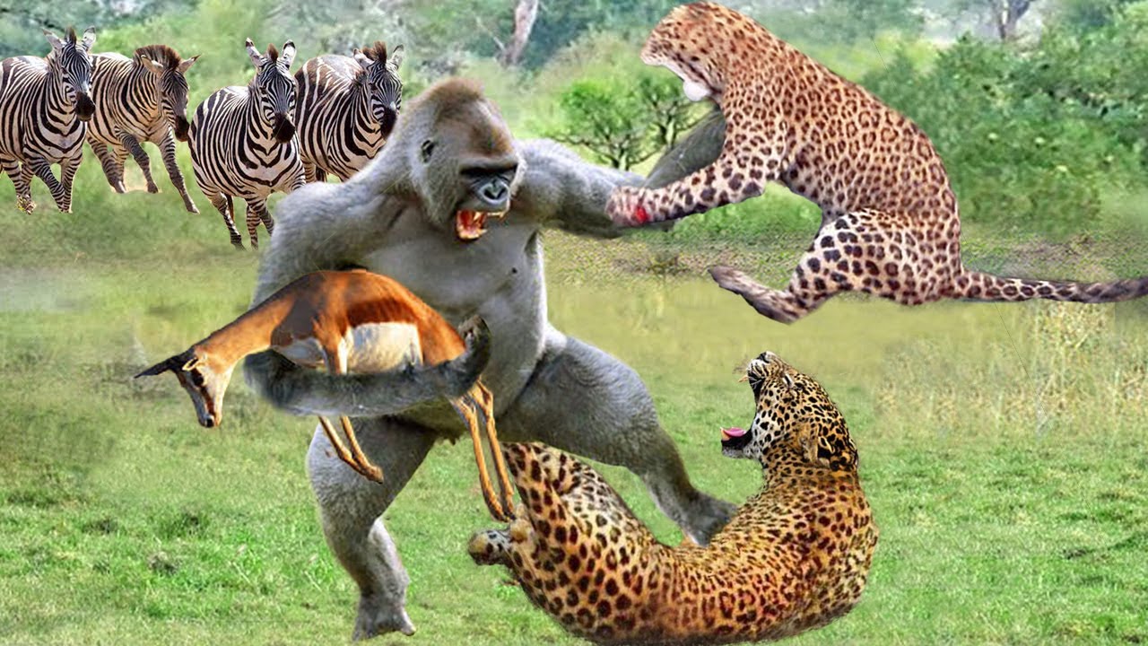 Unbelievable...Leopard Climbing Tree Attack Baby Monkey While Mother ...