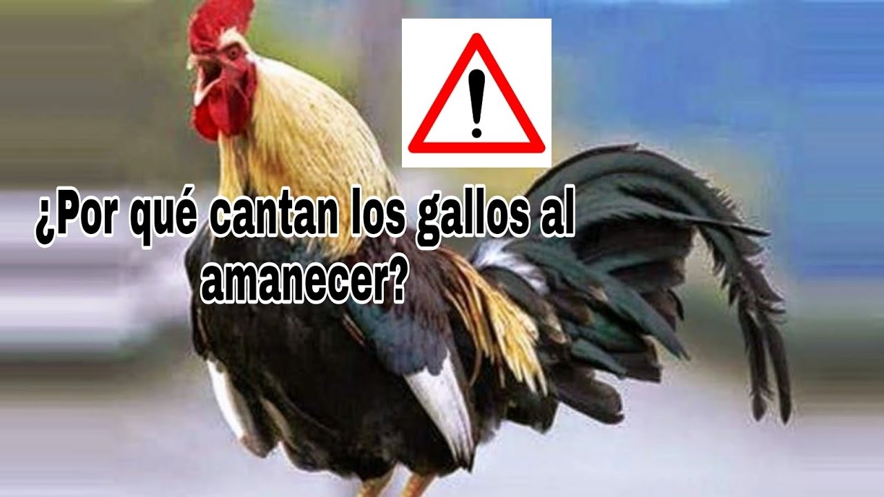Ve este video para saber porque cantan los gallos al amanecer - YouTube