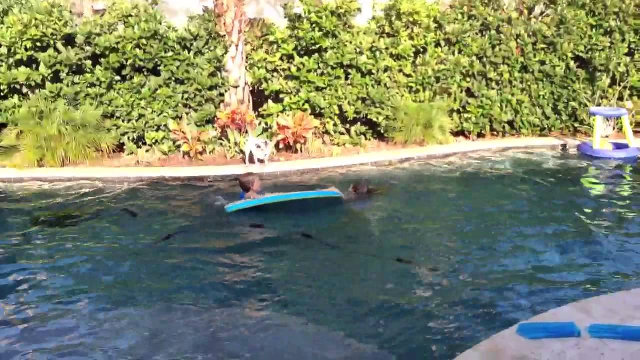 Kids in pool after school - YouTube