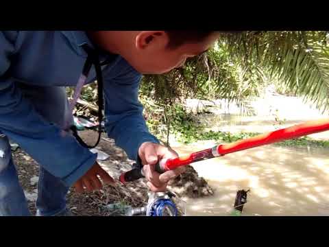 MANCING IKAN BAUNG DI AIR KERUH