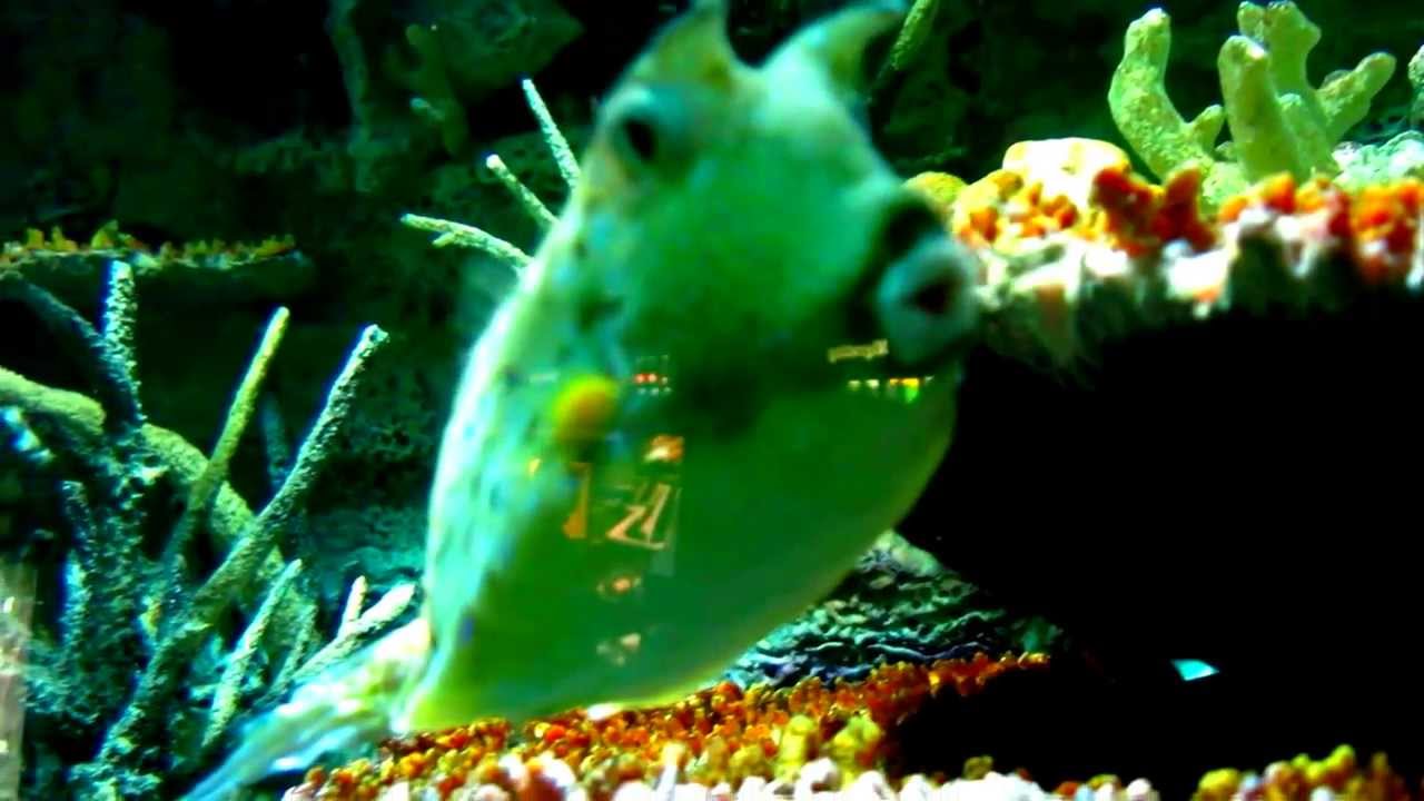 Longhorn cowfish excrete toxin to deter predators fish fishing wildlife ...