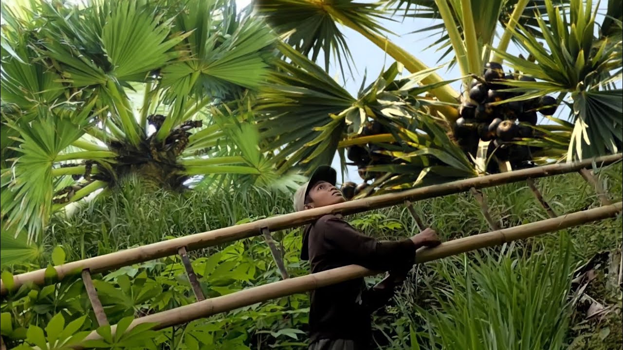 Panen Buah Siwalan | Lontar, Harus Punya Skill Tinggi, Butuh Orang Yang ...