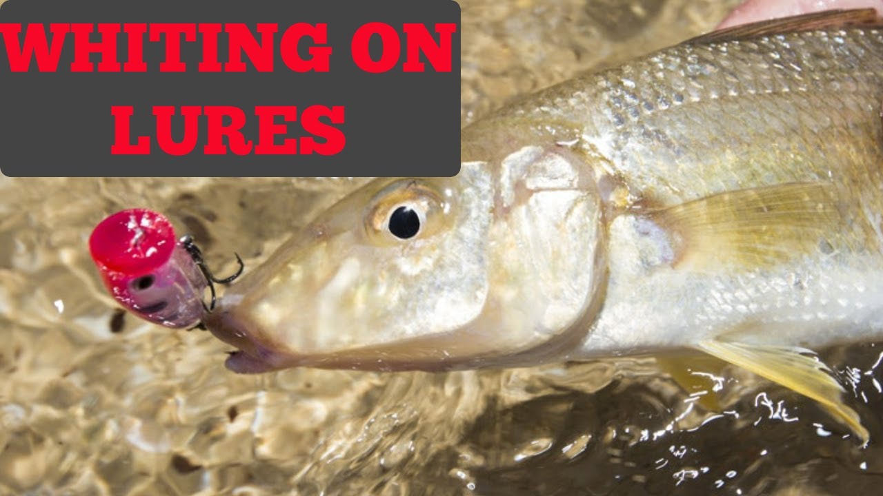 Whiting on Surface Lures - They're Getting Bigger - YouTube
