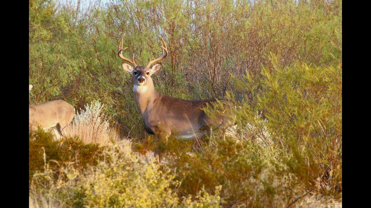 Caza de Venado Cola Blanca y Pecarí de Collar con Rifle - YouTube