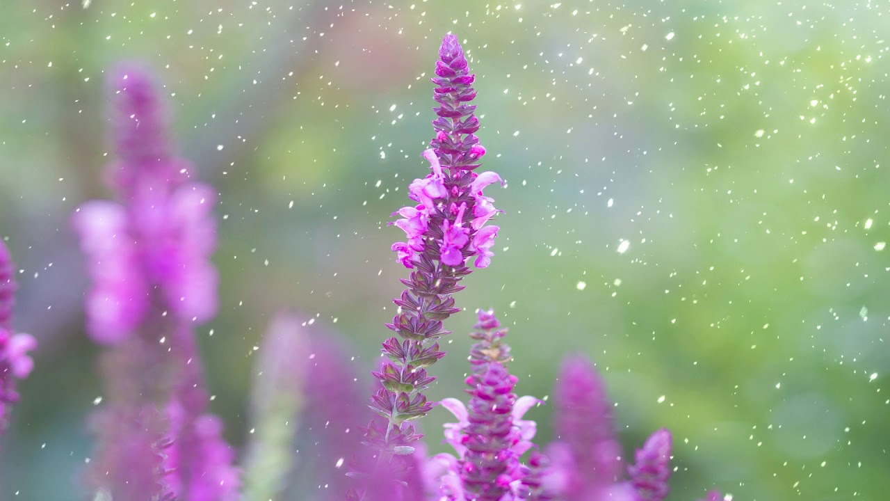 4 Lavender Snowing - Bright Spring Lavender In Snow - Sometimes ...