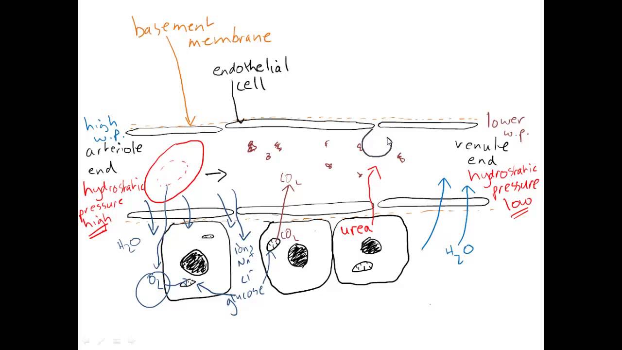 Tissue Fluid for A-Level Biology - YouTube