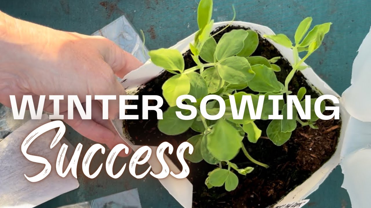 Winter sowing success😄results of cold seed starting method - YouTube