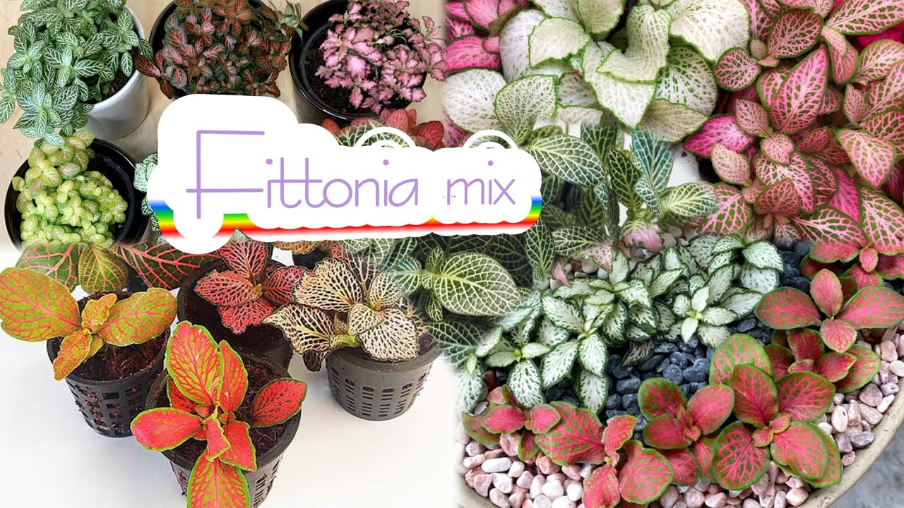 FITTONIA MIX - YouTube