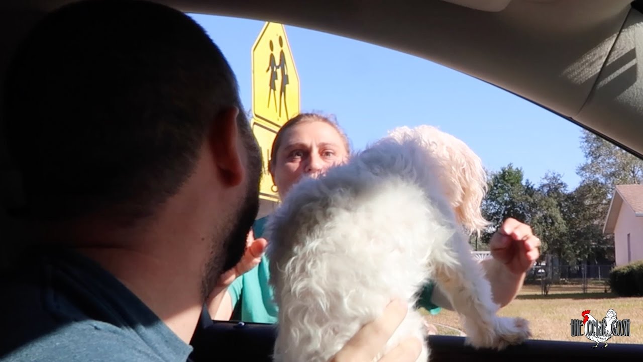 Reuniting Missing Lost Dog With Owner - Real Life Pet Detective Vlog ...