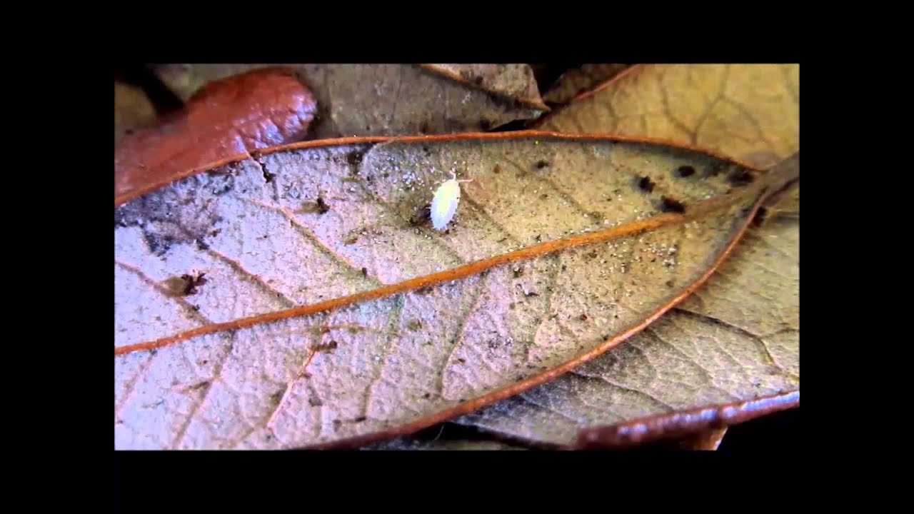 Culturing Dwarf White Isopods: A Quick Guide - YouTube