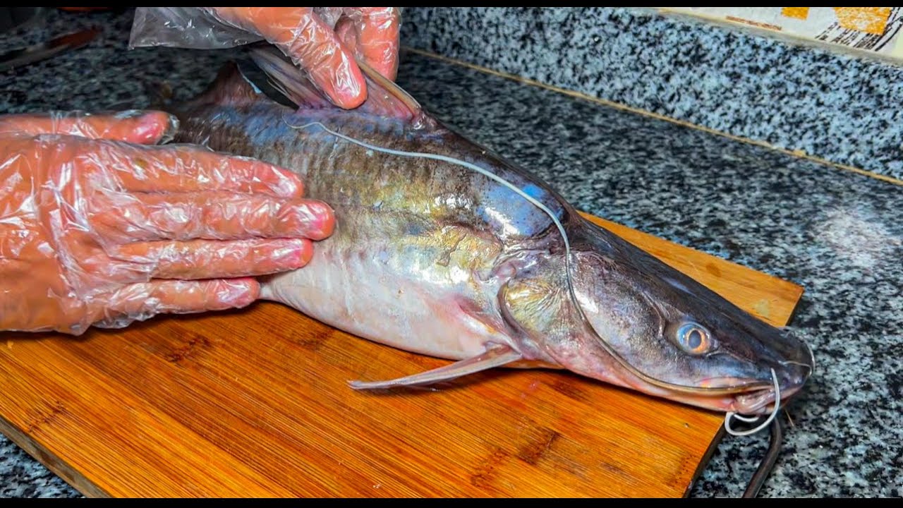 Catfish from the heart of the seas😱؟؟ - YouTube