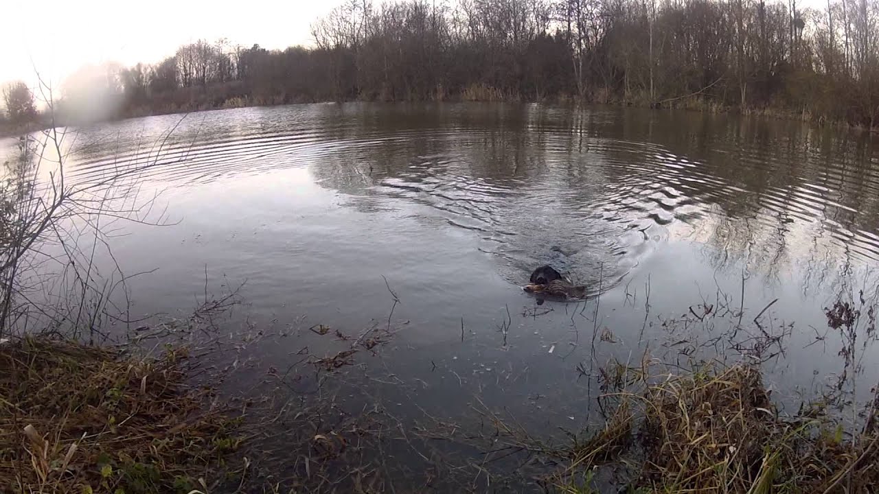 Chasse au gibier d'eau: labrador au rapport ... - YouTube