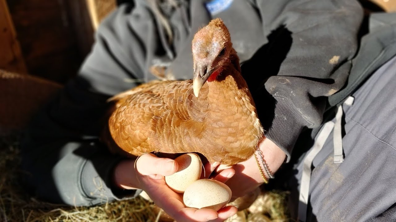 Helping a broody turkey hen to succeed.. hopefully - YouTube