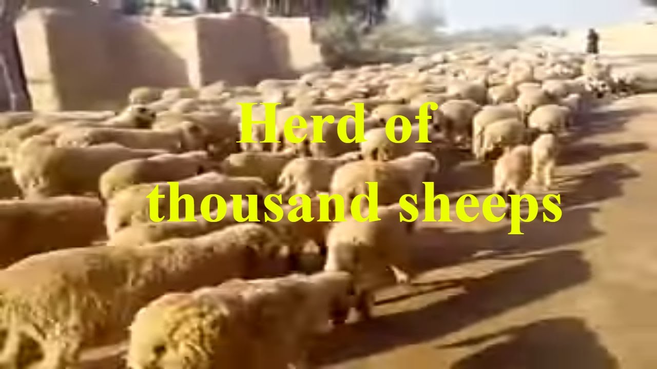 Sheep | flock of sheep | Pakistan | Herd of thousand sheeps kooka breed ...